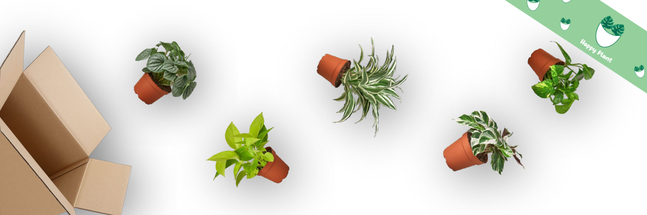 Shop Plant Bundle Boxes at Happy Plant | Happy Plant
